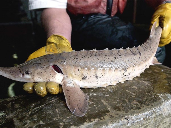 U.S. grants to help sturgeon recovery | The Blade