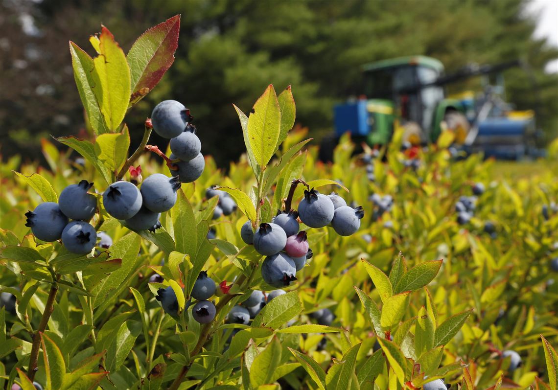 Michigan Blueberry Plant