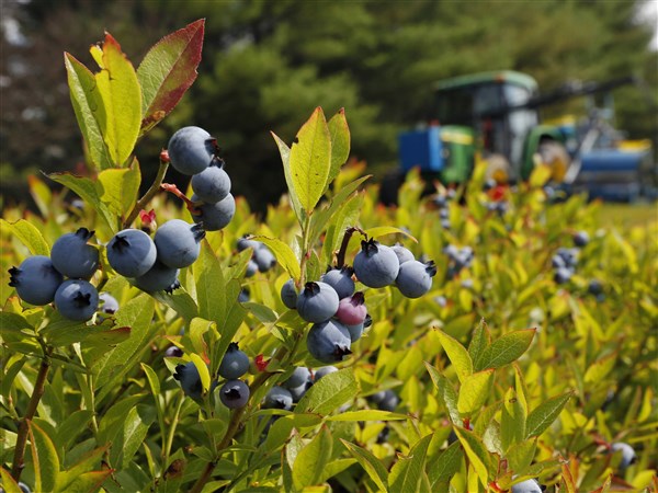 Get Growing: Michigan is a rock star of blueberry production | The Blade