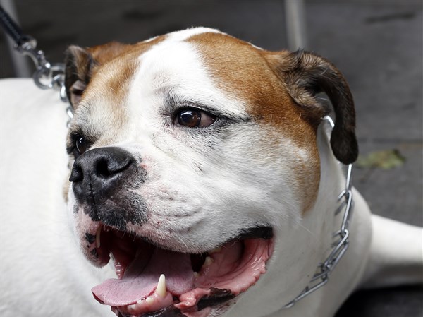 Humane society offers pet-adoption special | The Blade