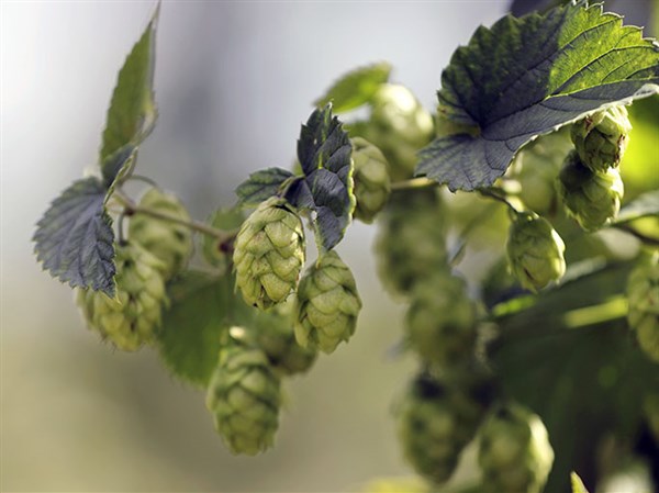 Hop growers sprouting up across the U.S. | The Blade
