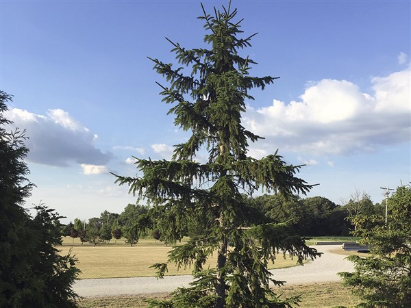 Ugly tree an example of the beauty of imperfection | The Blade