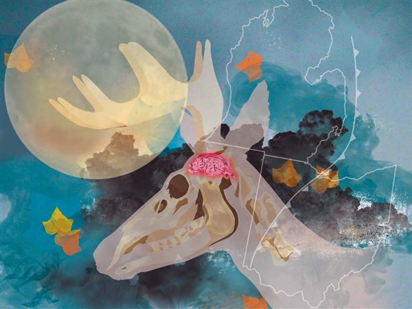 In the rut: The myth and science of deer mating season | The Blade