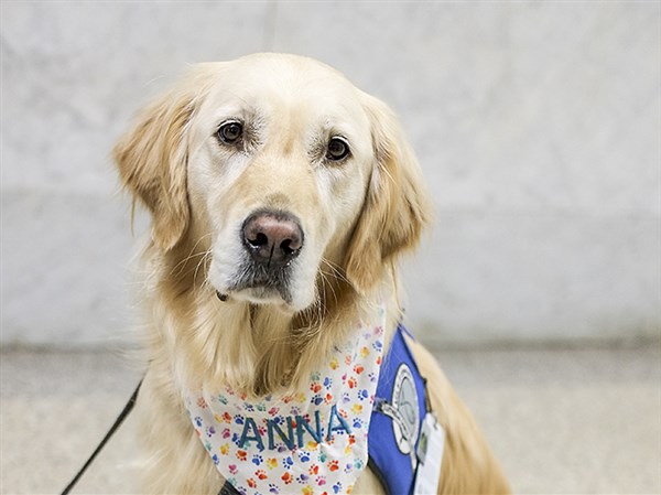 In disaster, trauma, dog brings comfort | The Blade