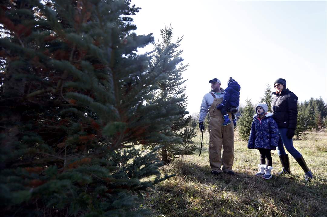 Samaria Tree Farm - The Blade