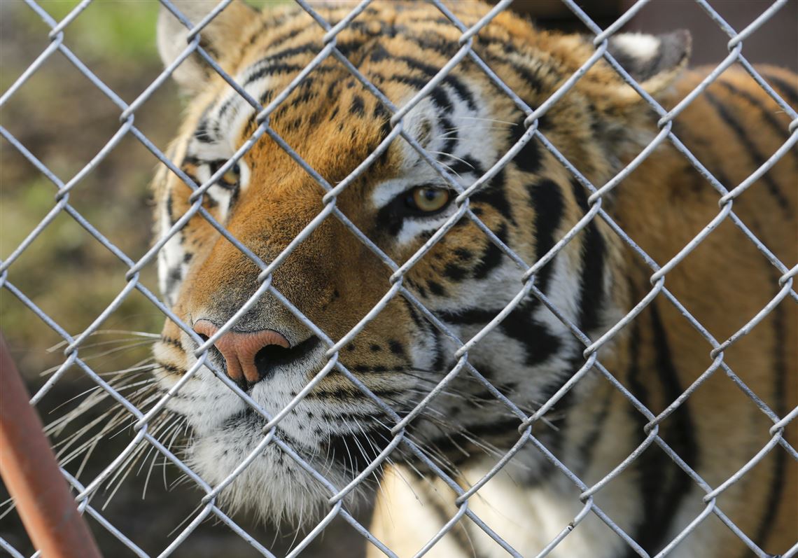 Kenny The Tiger And His Brother
