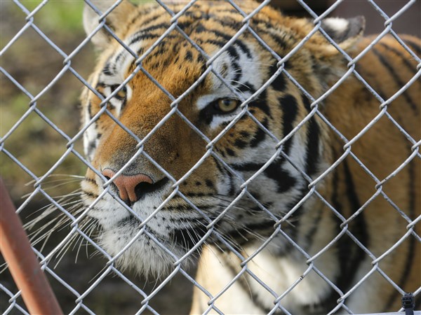 Tiger Ridge tiger dies at Colorado sanctuary | The Blade