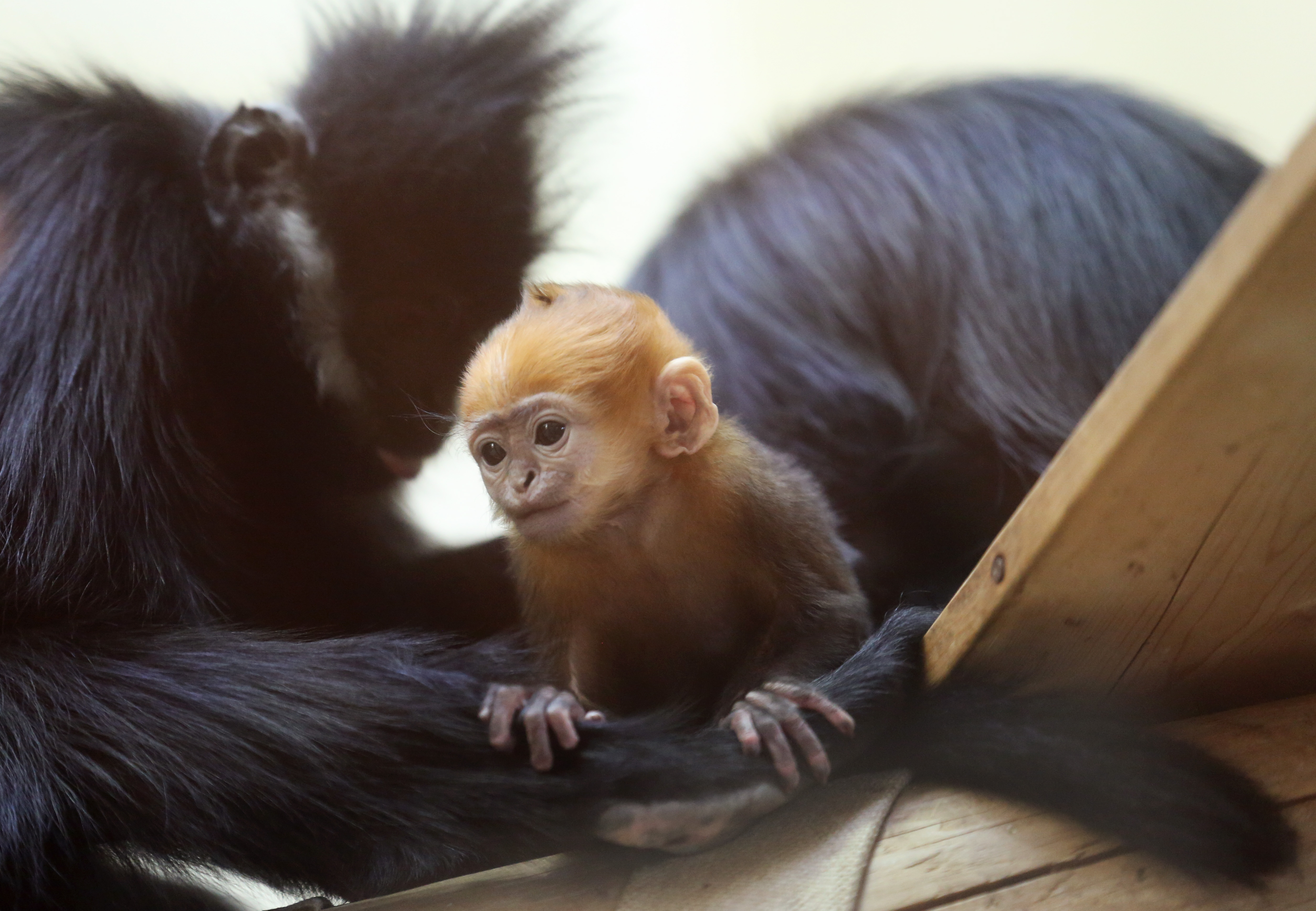 Baby Francois' langur born at Toledo Zoo - The Blade