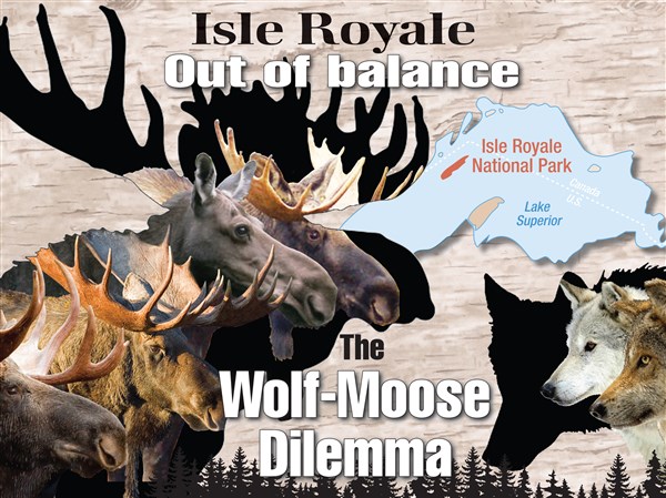 Isle Royale out of balance: The wolf-moose dilemma | The Blade