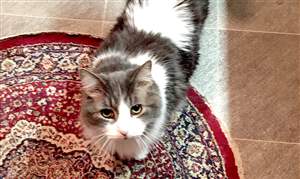 Mary Alice Powell - The Blade