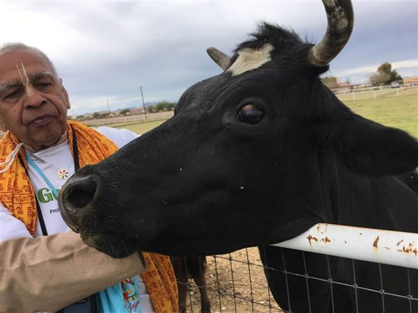 Sanctuary holds 7 cows saved from slaughter to promote peace | The Blade