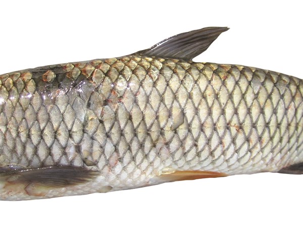 Efforts to deter grass carp from spawning to be discussed | The Blade