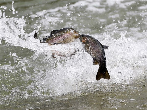 Trout stockings create unique angling opportunity | The Blade