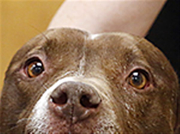 Lucas County Dogs for Adoption: 4-2 | The Blade