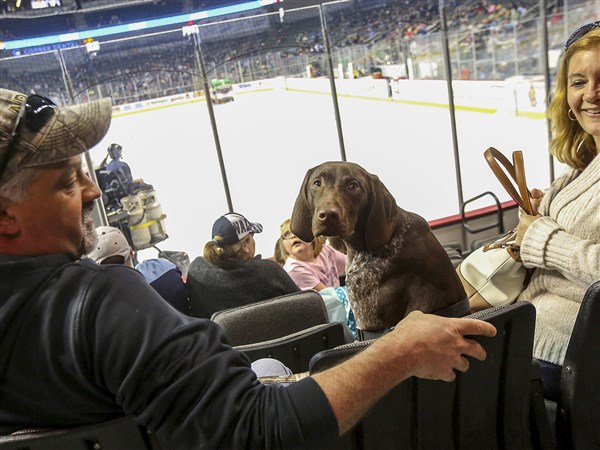 Walleye host first dog-friendly night | The Blade