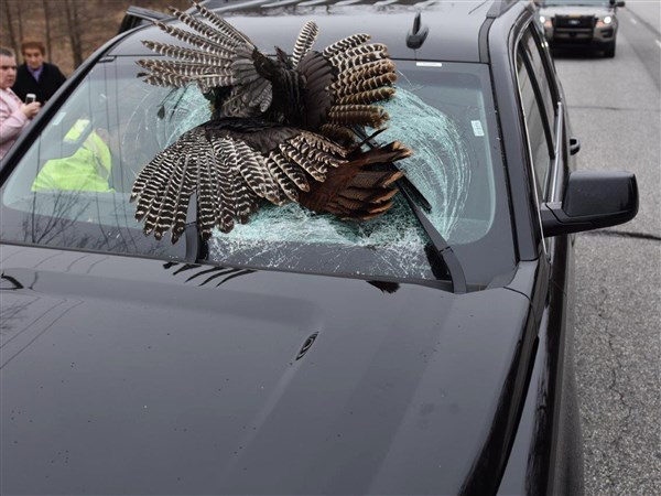Family gets a shock when turkey crashes through windshield | The Blade