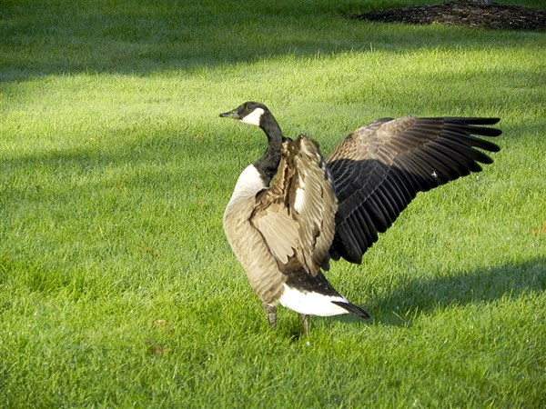 Nesting season gives geese an aggressive posture | The Blade