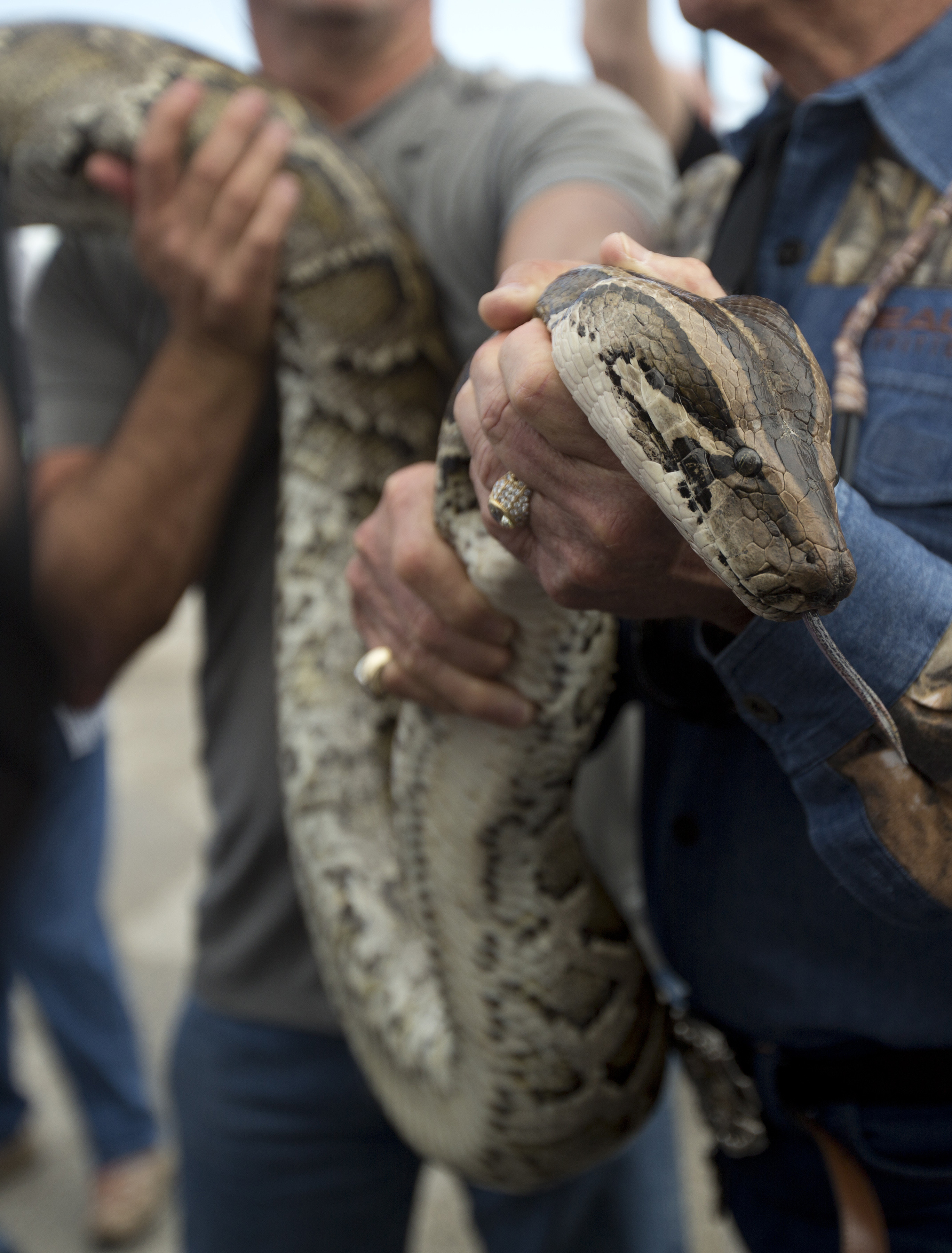Court sides with reptile keepers against giant snake ban - The Blade