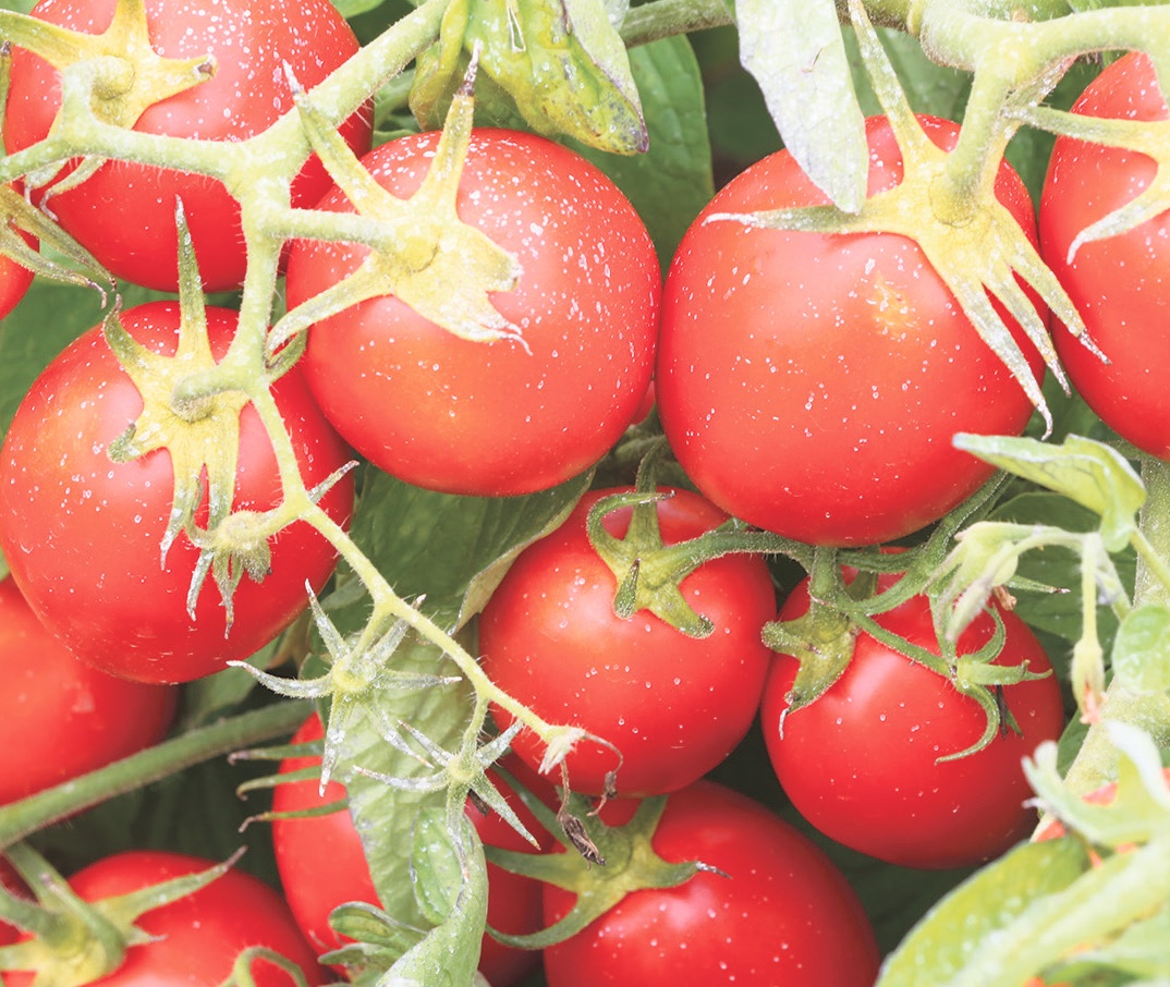Take stalk of tomato strategy before the summer heat - The Blade