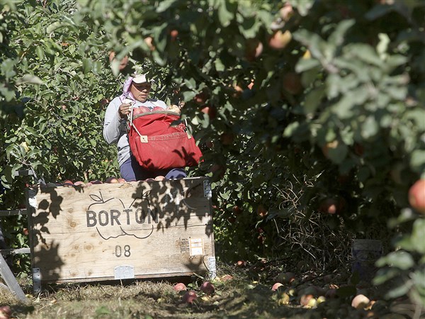 Firms get in gear with machines to pick fragile fruit | The Blade