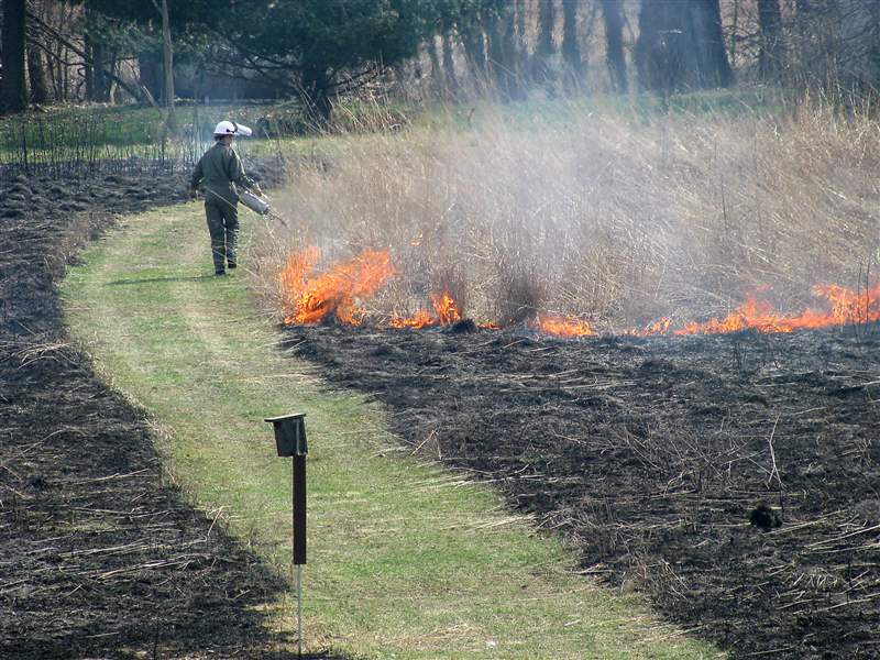 Friendly fire: Controlled burns help rejuvenate native plants and ...