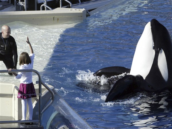 Protesters rally outside of SeaWorld against new orca show | The Blade