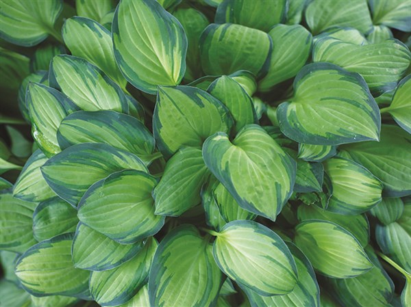 Shining a spotlight on hostas | The Blade