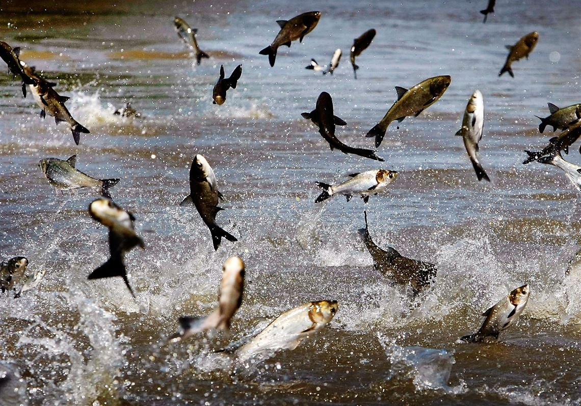 Asian Carp Electric Barrier