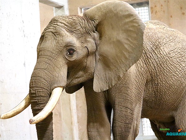Louie the elephant reaches his new home | The Blade