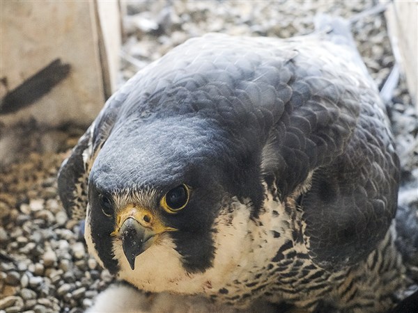 B.G.’s real falcons a soaring success story | The Blade