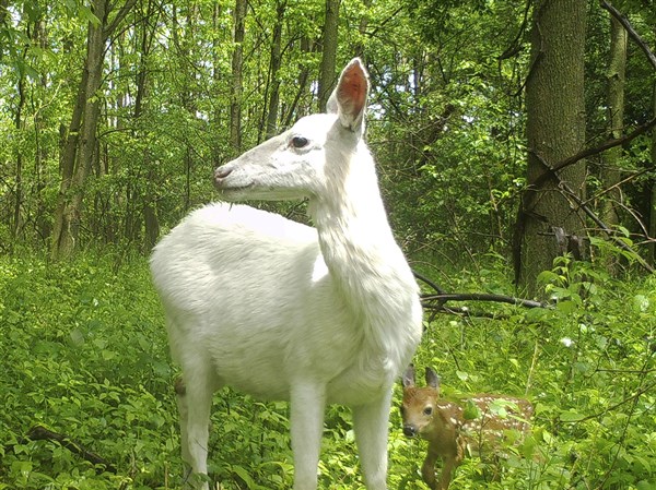 Rare white deer have a more promising future | The Blade