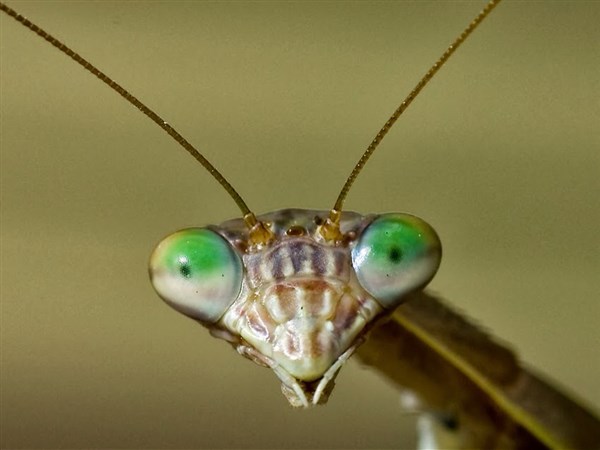 Alien-looking praying mantis is an eating machine | The Blade