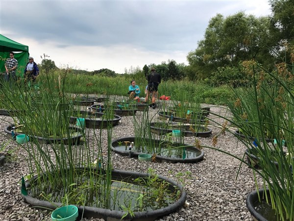 Restoration of historic Great Black Swamp could help save Lake Erie ...