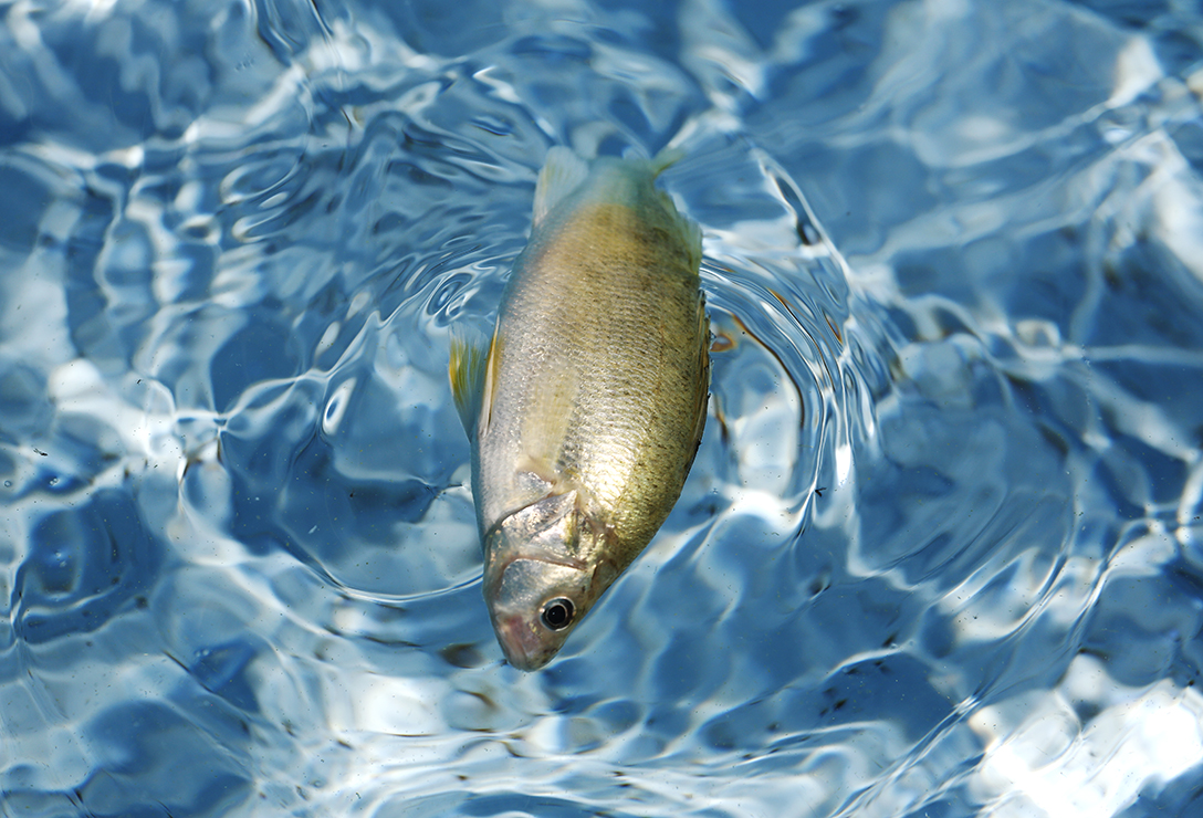 Safe to eat: Don’t infer Ferner fish floundered due to algae - The Blade