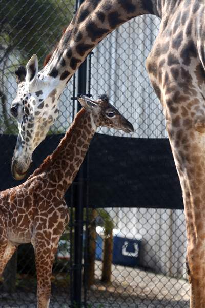 GALLERY: Toledo Zoo welcomes second female giraffe calf - The Blade