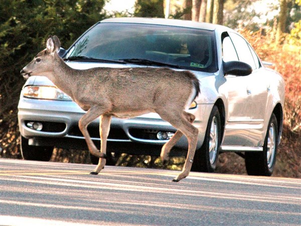 Car vs. deer crashes in Wood County spike in November | The Blade