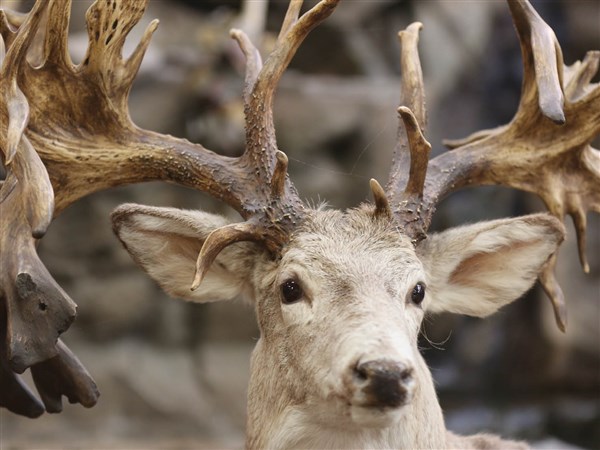 Freaks of nature: Deer experience anomalies | The Blade