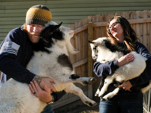 Emotional support goats ordered to be removed from property | The Blade