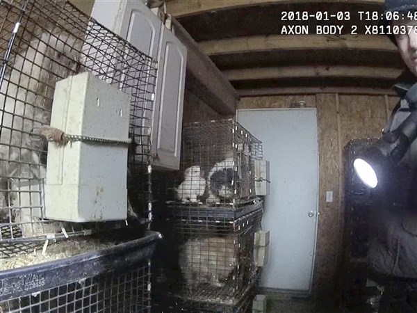 Tally of animals grows from Lenawee County puppy mill | The Blade