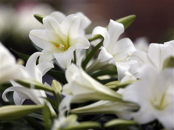 Lilies rich with symbolism of Easter and spring | The Blade