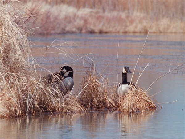 Magee hikes are a good intro to birding the marsh | The Blade