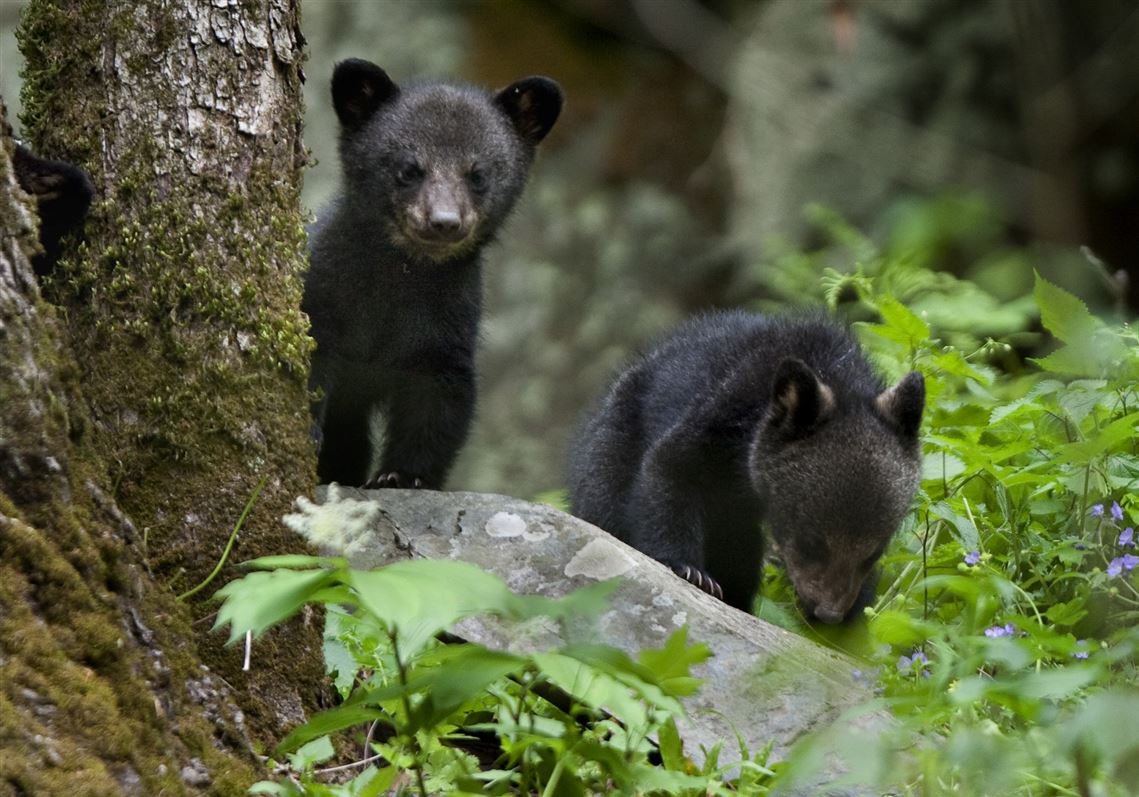 Black Bears Cubs