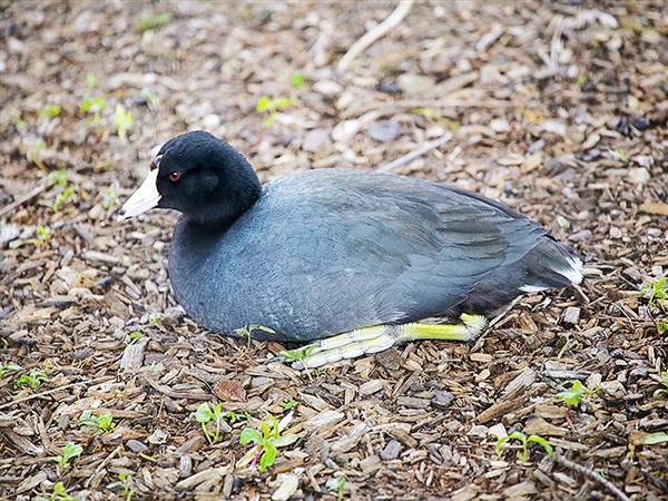 Toledo Zoo's only 'mud hen' is gone | The Blade