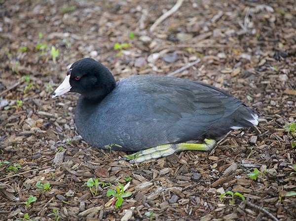 Fowl ball: Toledo Zoo acquires real-life mud hen | The Blade