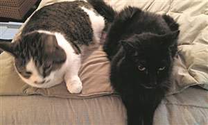 Mary Alice Powell - The Blade