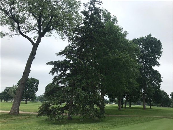 In fading health, the Hinkle Tree at Inverness still stands tallest ...