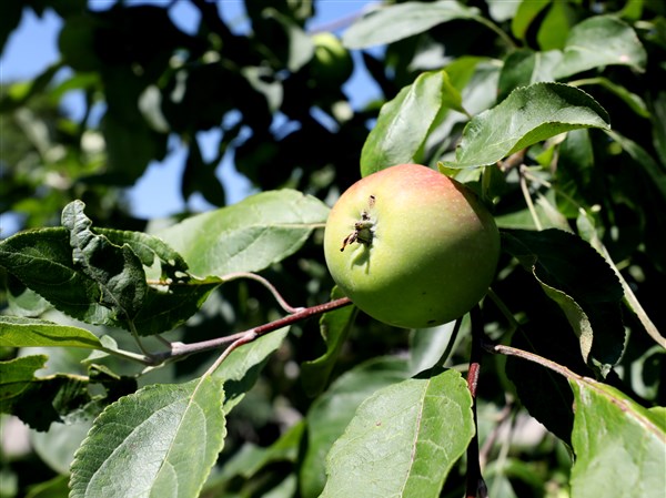 Patience is key when tending to fruit trees | The Blade
