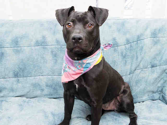 Lucas County Dogs for Adoption: 10/14 - The Blade