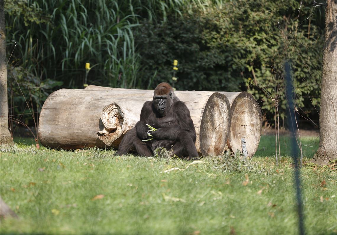Gorillas Giving Birth