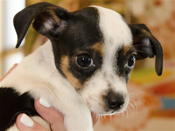 Lucas County Dogs for Adoption: 9/22 | The Blade